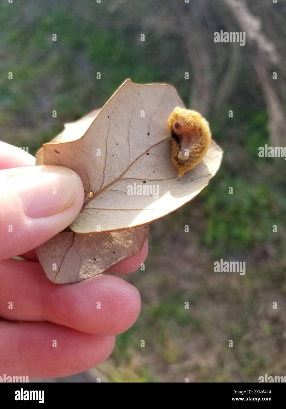 Southern Flannel Moth (Megalopyge opercularis) Insecta Stock Photo - Alamy