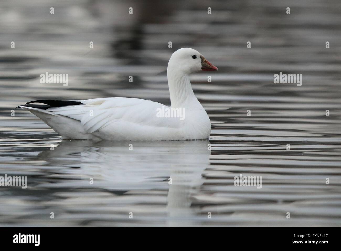 Ross's Goose (Anser rossii) Aves Stock Photo - Alamy