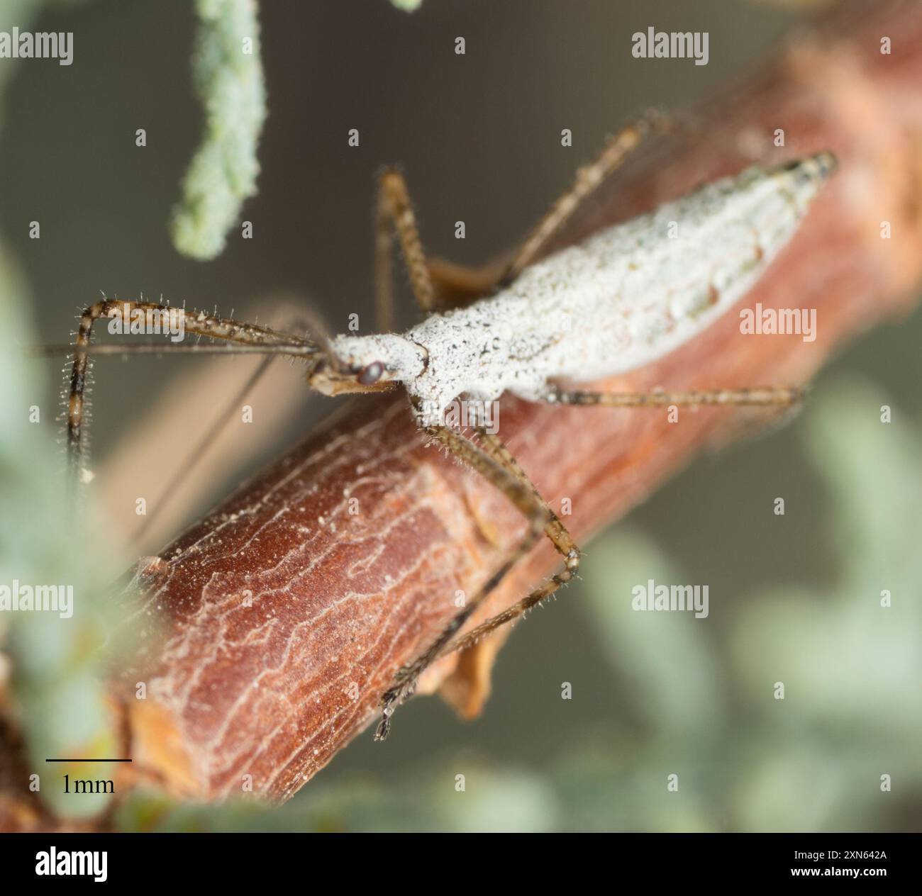 Four-spurred Assassin Bug (Zelus tetracanthus) Insecta Stock Photo - Alamy