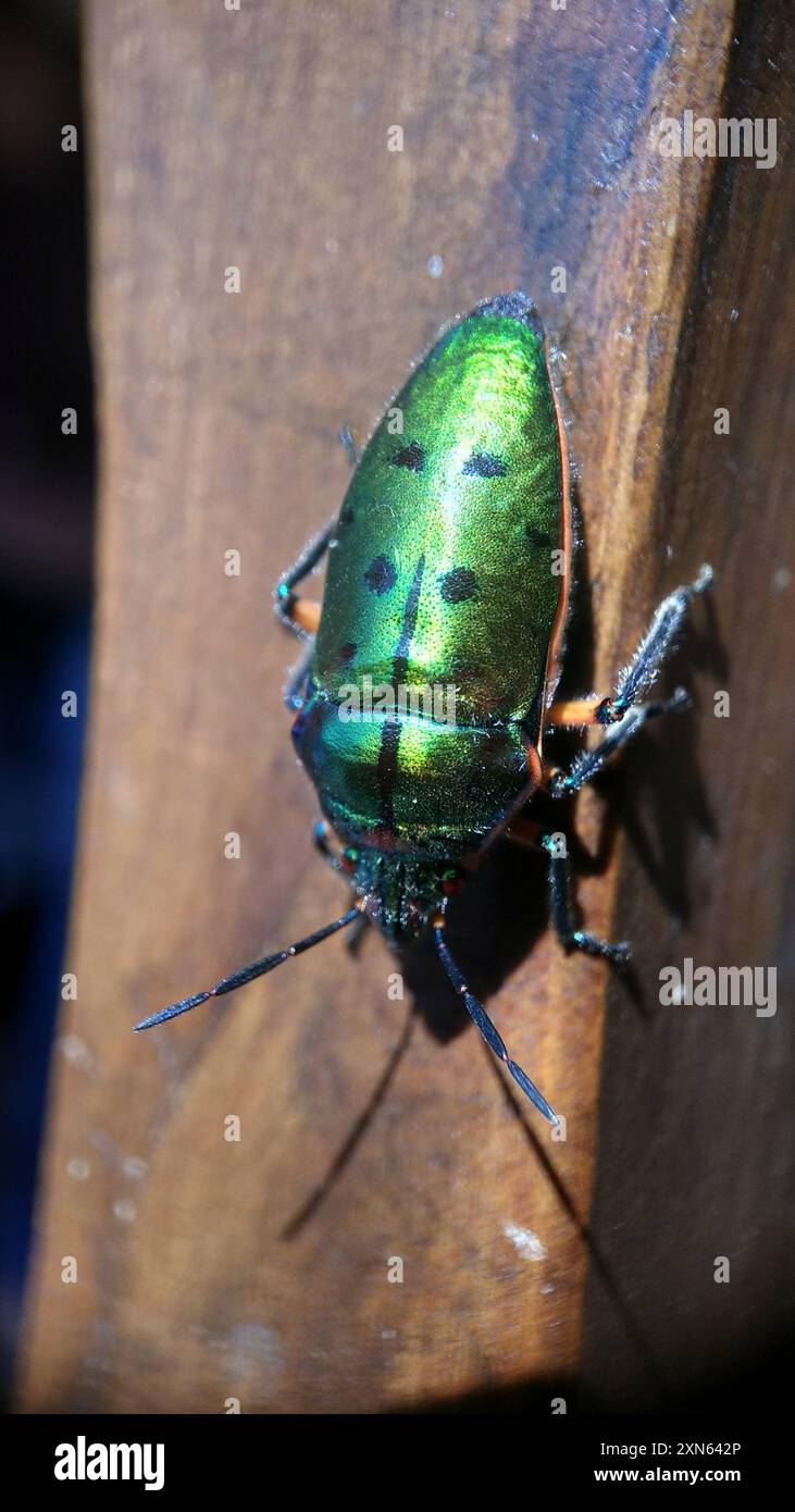 (Scutellera perplexa) Insecta Stock Photo - Alamy