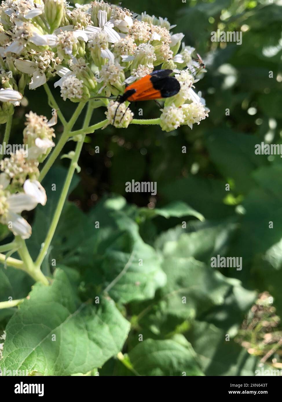 Black-and-yellow Lichen Moth (Lycomorpha pholus) Insecta Stock Photo ...