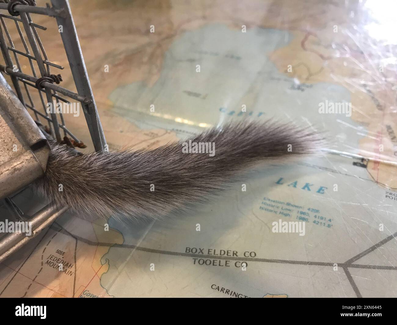 Bushy-tailed Woodrat (Neotoma cinerea) Mammalia Stock Photo - Alamy