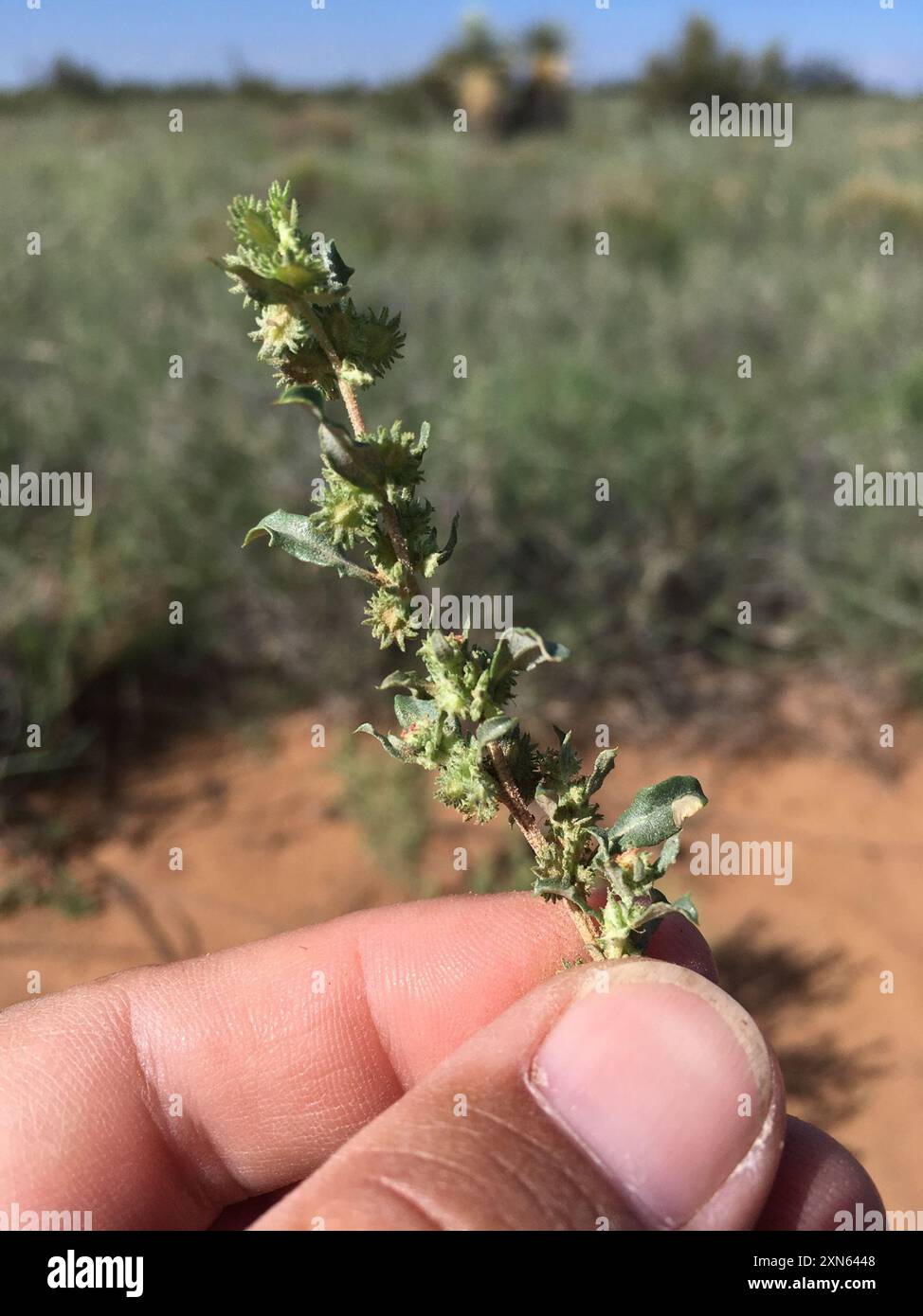 Wheelscale Saltbush (Atriplex elegans) Plantae Stock Photo - Alamy