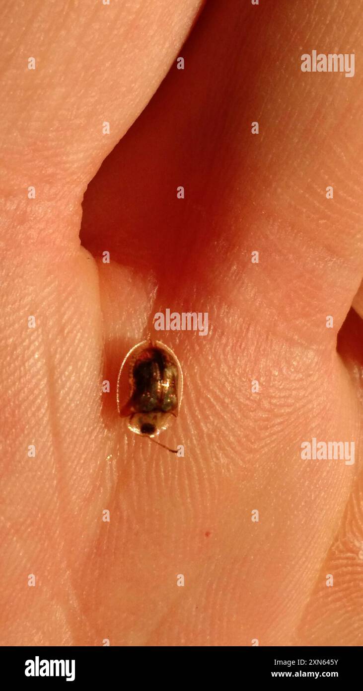 Mottled Tortoise Beetle (Deloyala guttata) Insecta Stock Photo - Alamy