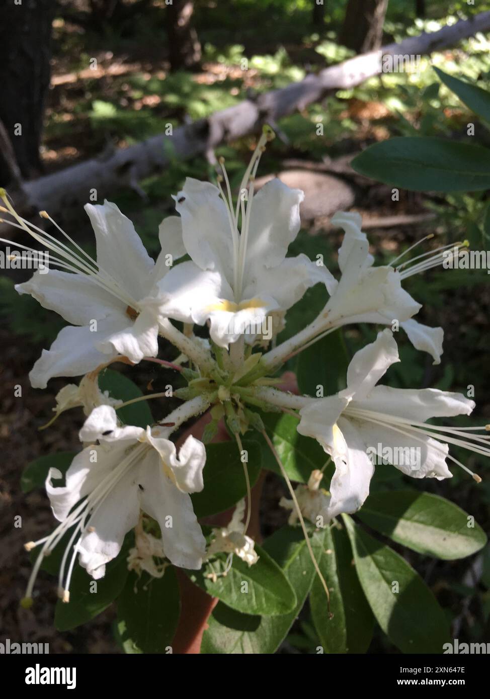 western azalea (Rhododendron occidentale) Plantae Stock Photo - Alamy
