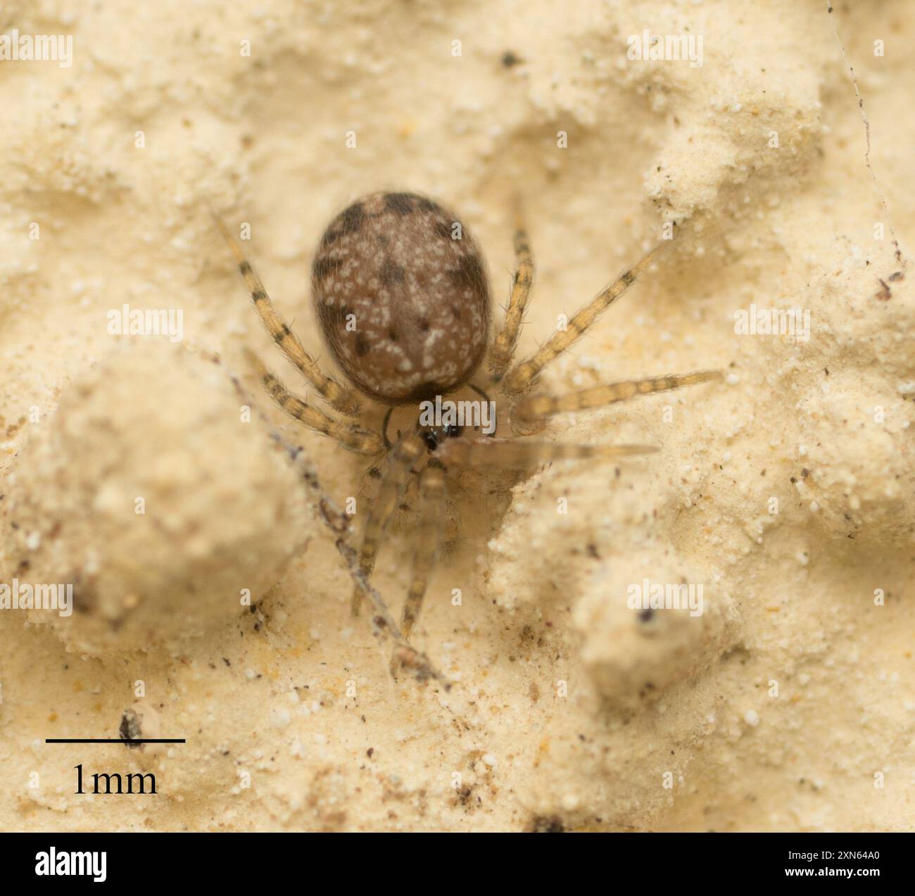 Oecobius navus hi-res stock photography and images - Alamy