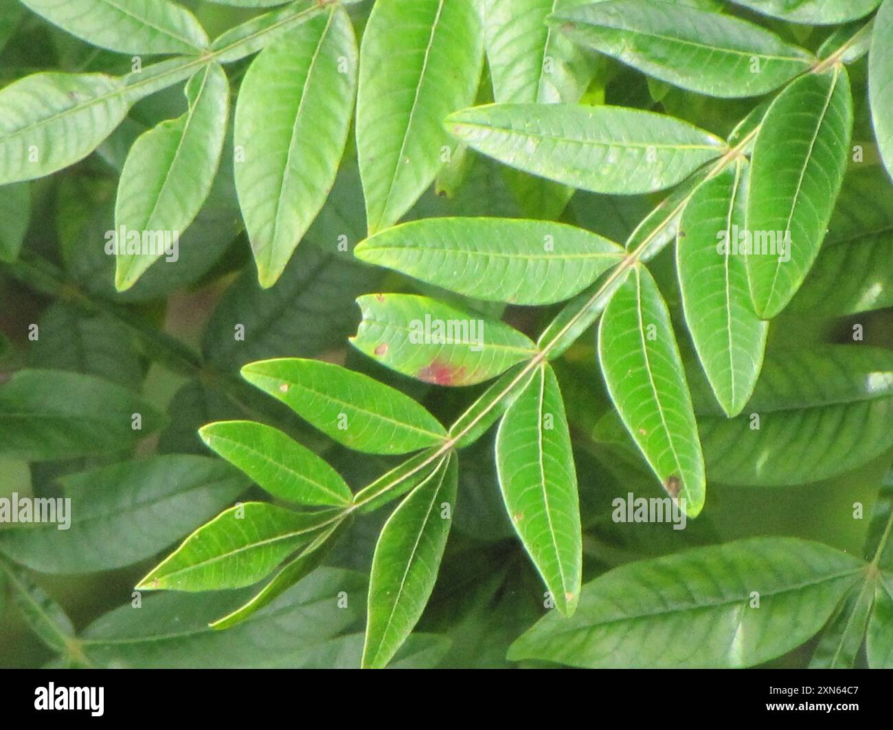 shining sumac (Rhus copallinum) Plantae Stock Photo - Alamy