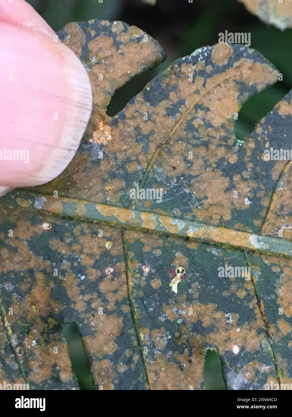 rust fungi (Pucciniales) Fungi Stock Photo - Alamy