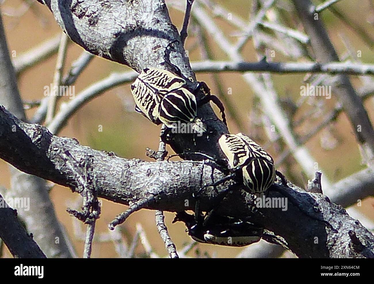 Whitemark Goliath Beetle (Goliathus albosignatus) Insecta Stock Photo ...