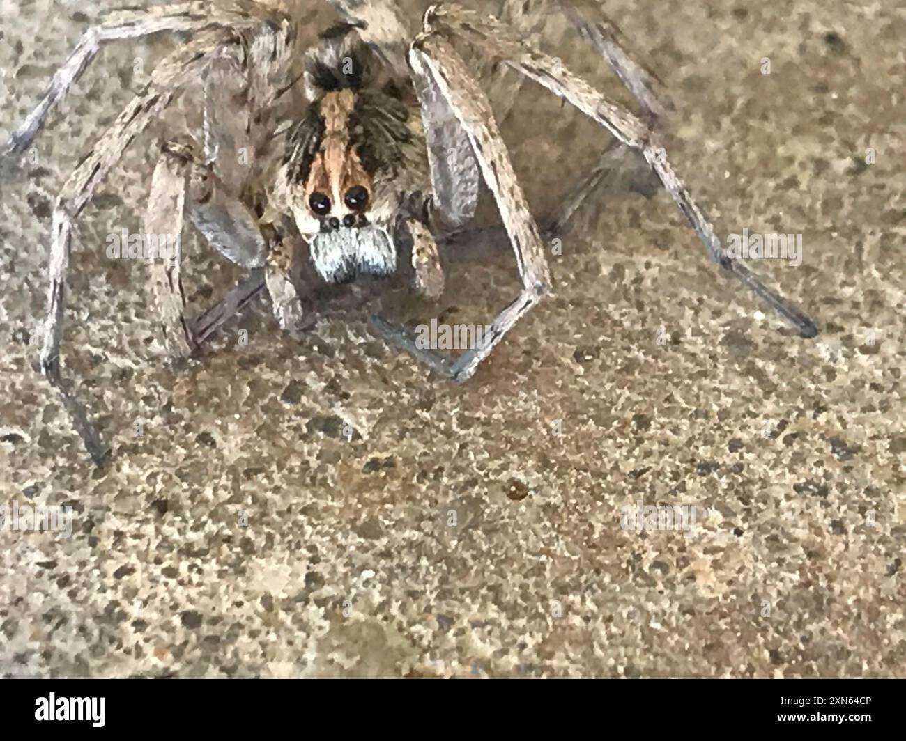 Burrow-living Wolf Spiders (Hogna) Arachnida Stock Photo - Alamy