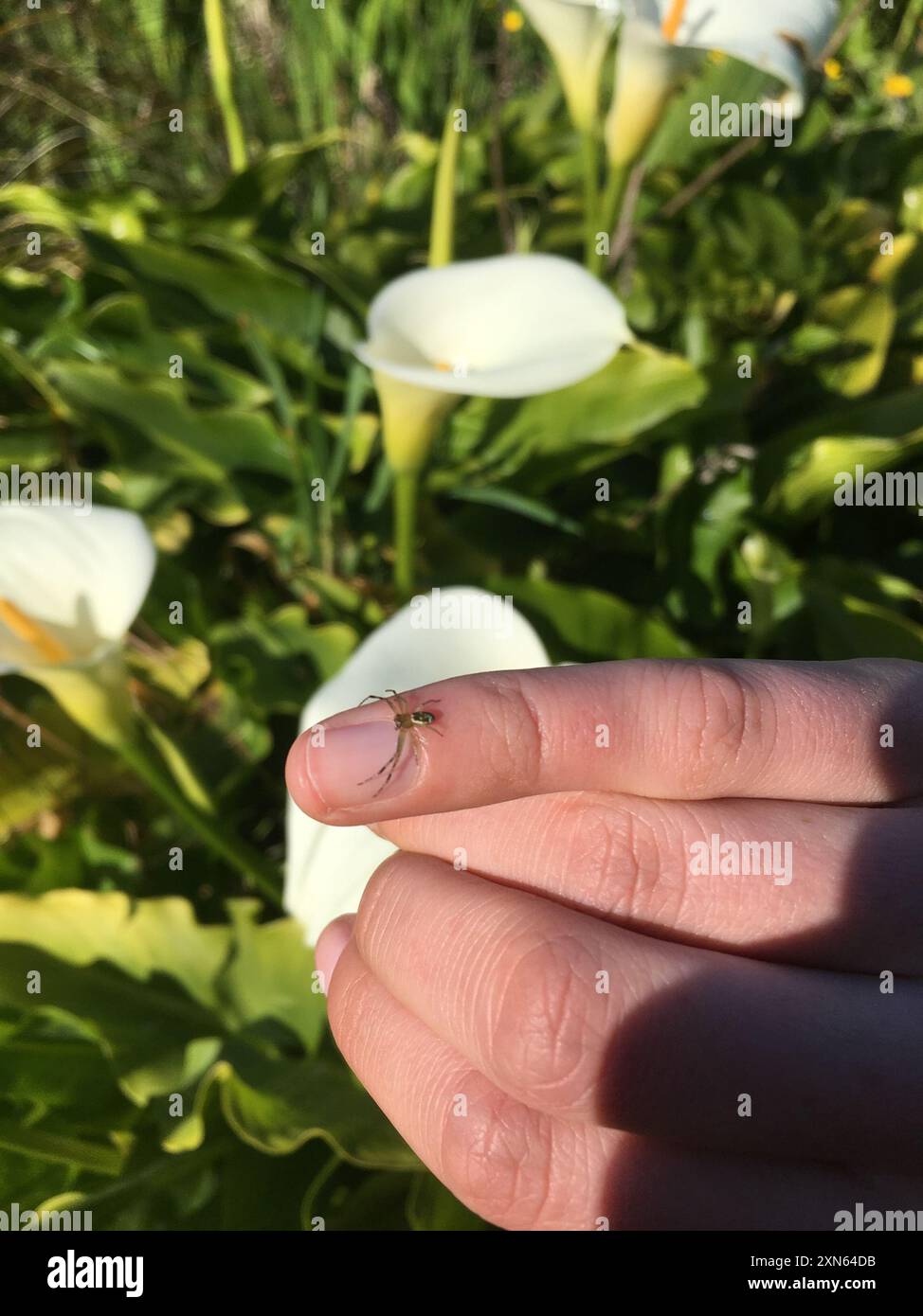 Flower Spiders (Diaea) Arachnida Stock Photo - Alamy