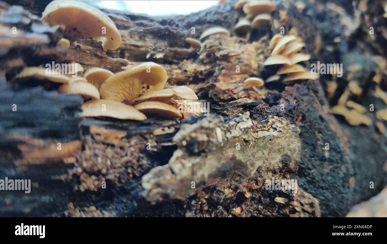 Luminescent panellus stipticus fungi hi-res stock photography and ...