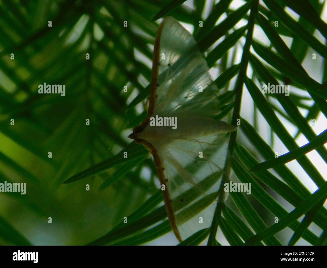 Four-spotted Palpita Moth (Palpita quadristigmalis) Insecta Stock Photo ...