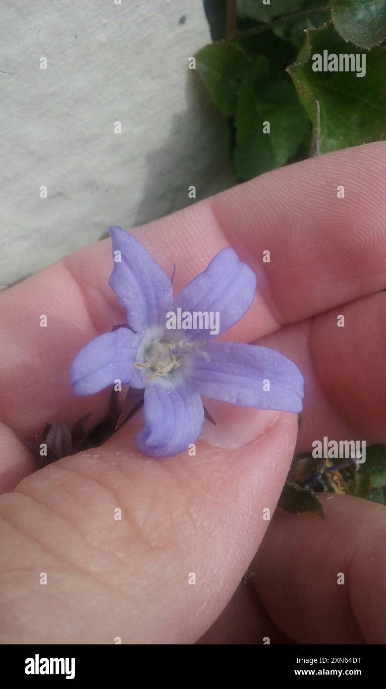 Trailing bellflower (Campanula poscharskyana) Plantae Stock Photo - Alamy