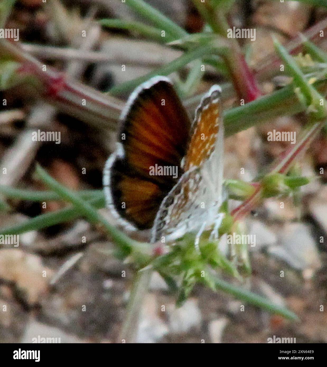 Brephidium hi-res stock photography and images - Alamy