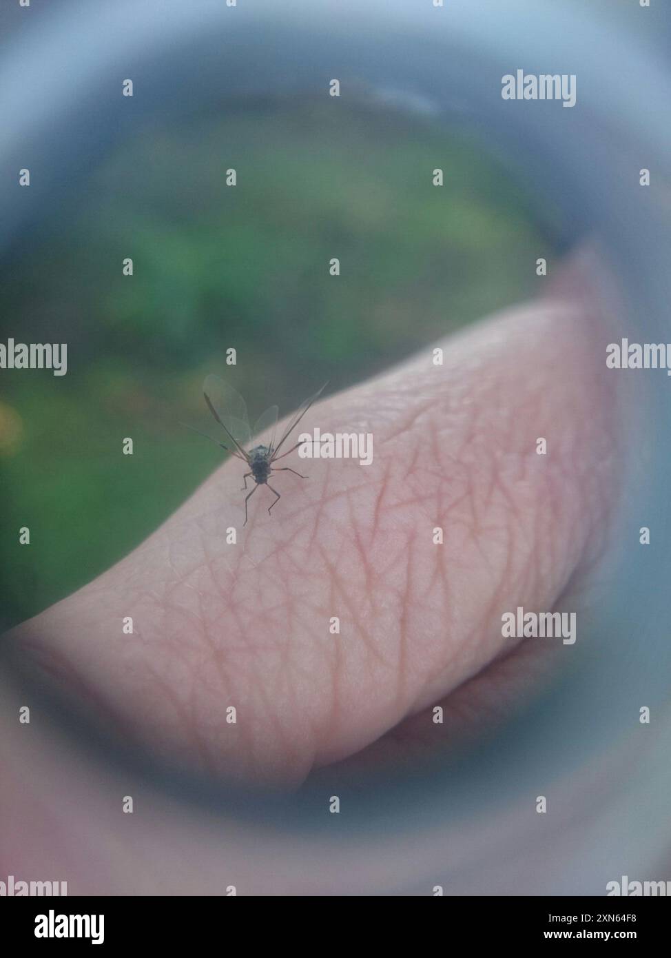Giant Willow Aphid (Tuberolachnus salignus) Insecta Stock Photo - Alamy
