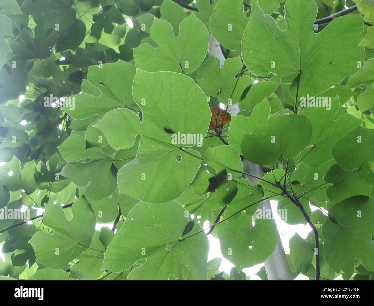 Chinese parasol tree (Firmiana simplex) Plantae Stock Photo - Alamy
