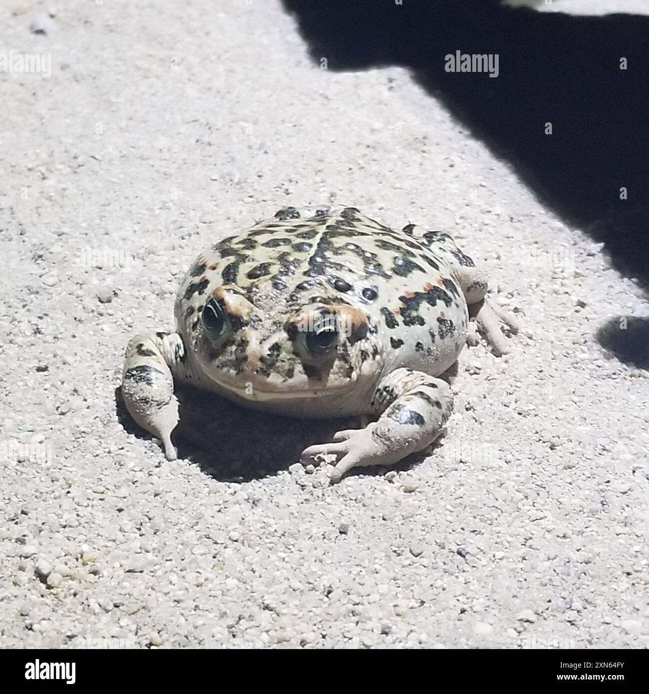 Western Toad (Anaxyrus boreas) Amphibia Stock Photo - Alamy