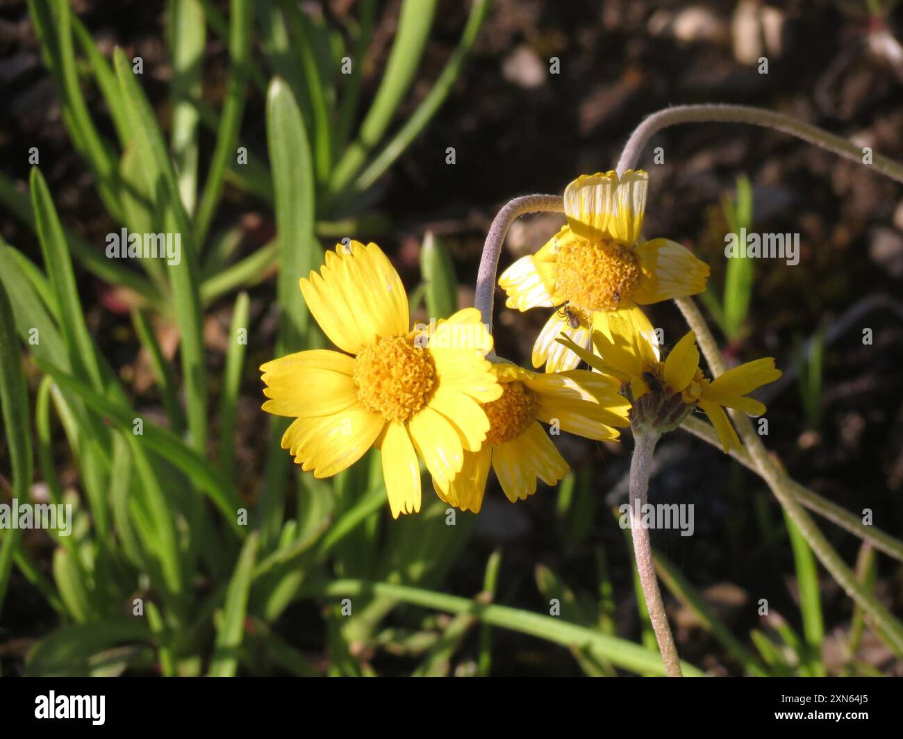 lakeside daisy (Tetraneuris herbacea) Plantae Stock Photo - Alamy