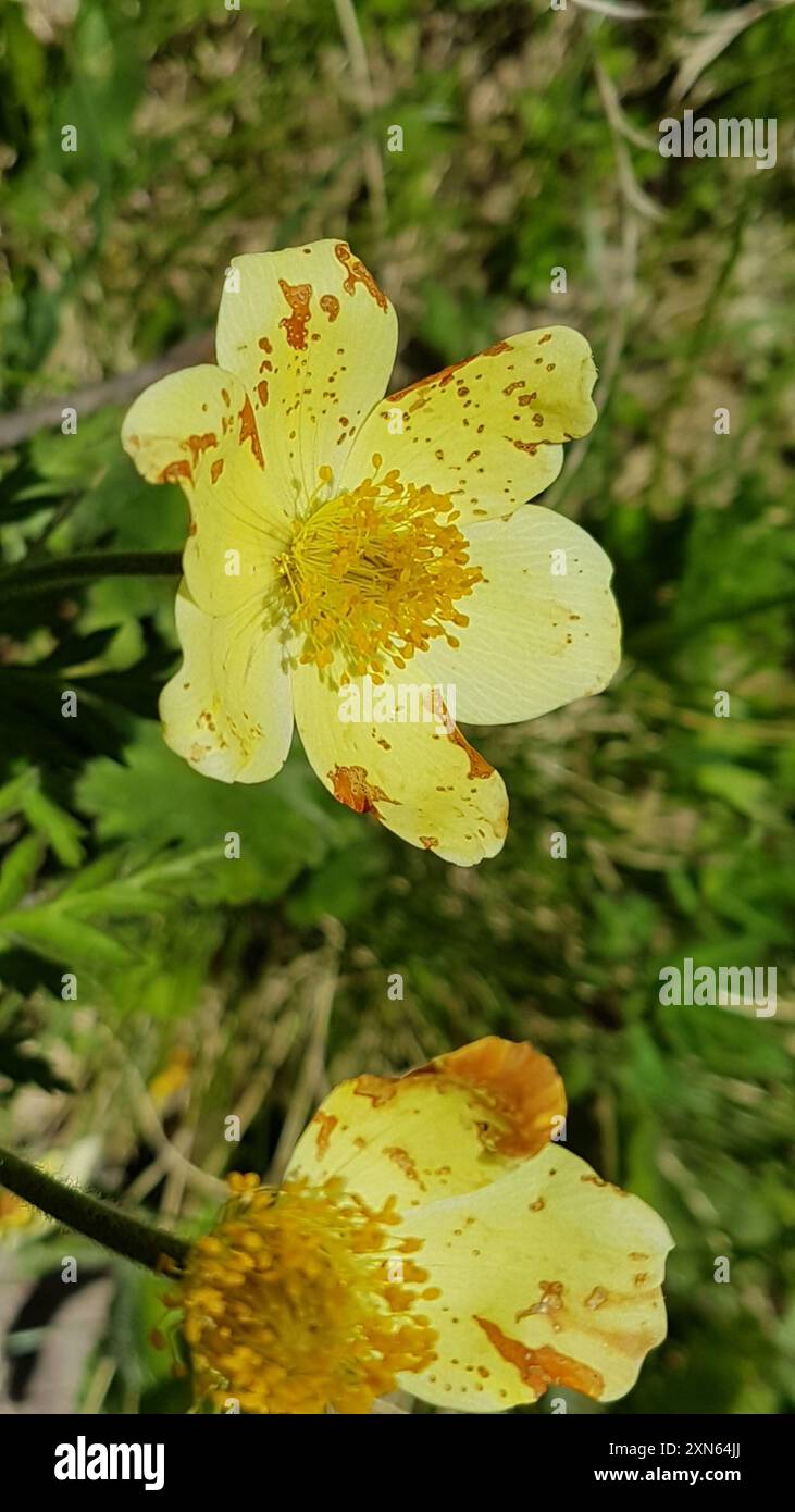 yellow alpine pasqueflower (Pulsatilla alpina apiifolia) Plantae Stock ...