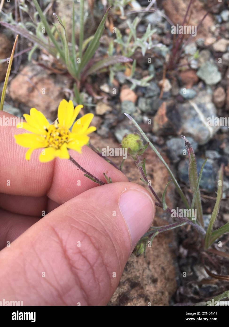 Yellow Hayfield Tarplant (Hemizonia congesta lutescens) Plantae Stock ...