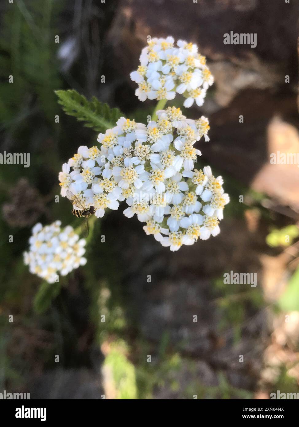 Northern Yarrow (Achillea millefolium borealis) Plantae Stock Photo - Alamy