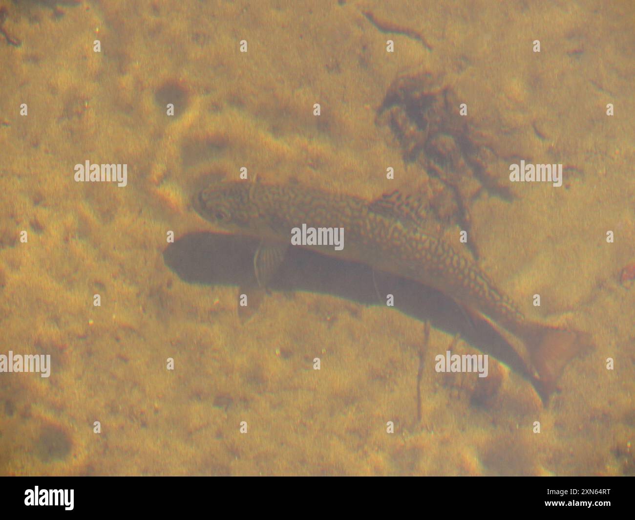 Brook Trout (Salvelinus fontinalis) Actinopterygii Stock Photo - Alamy