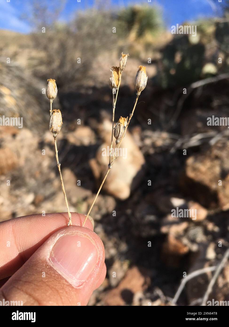 sleepy catchfly (Silene antirrhina) Plantae Stock Photo - Alamy