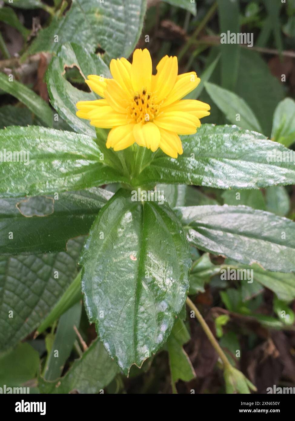trailing daisy (Sphagneticola trilobata) Plantae Stock Photo - Alamy