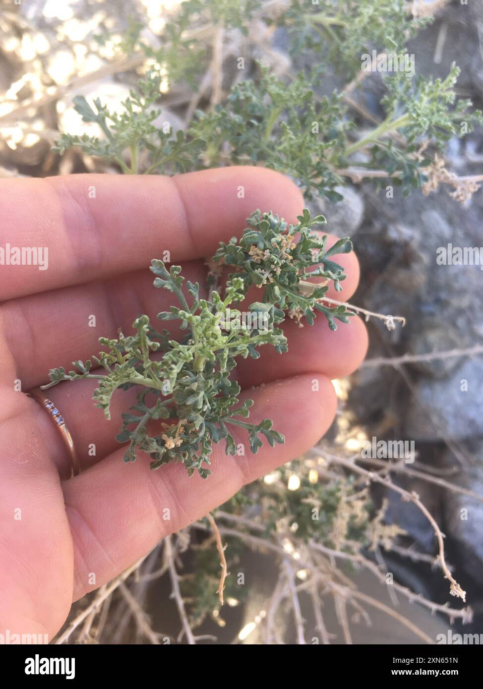 Burrobush (Ambrosia dumosa) Plantae Stock Photo - Alamy