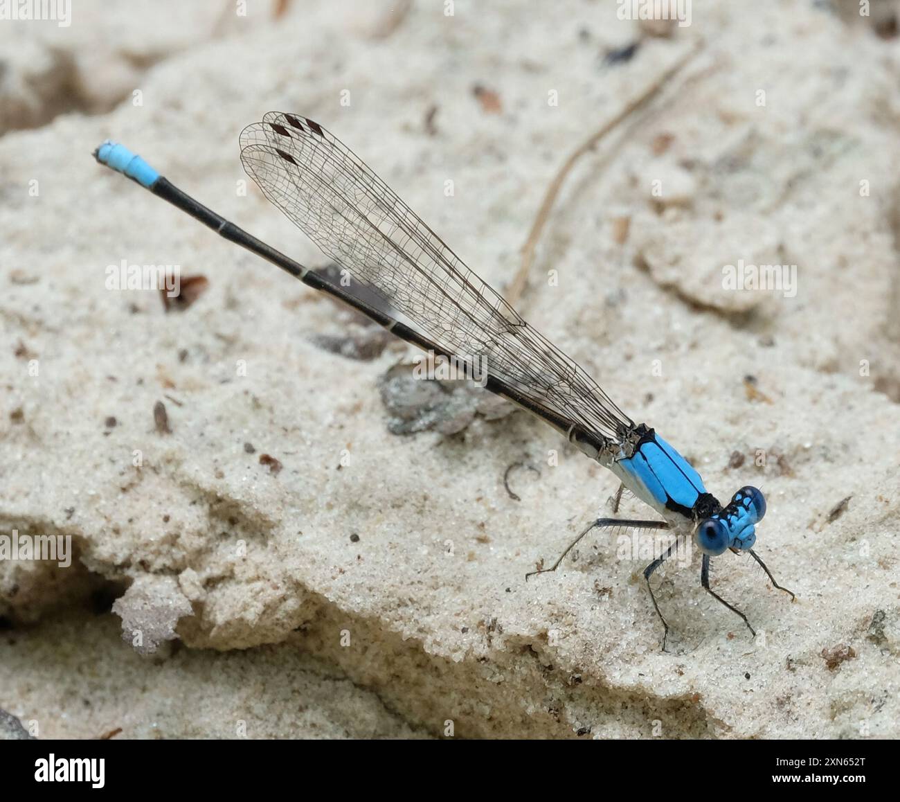Blue-fronted Dancer (Argia apicalis) Insecta Stock Photo - Alamy