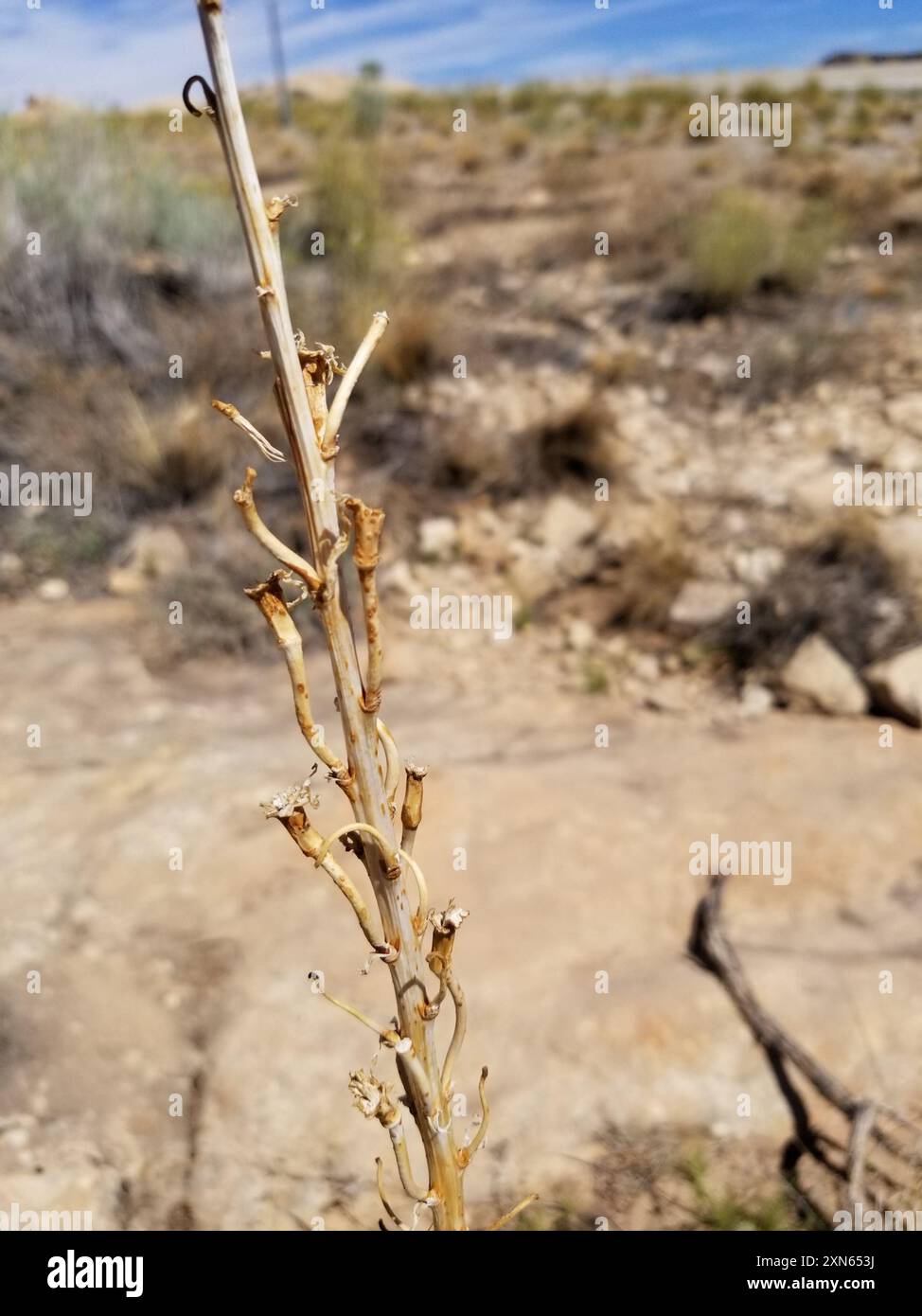 Narrowleaf Yucca (Yucca angustissima) Plantae Stock Photo - Alamy