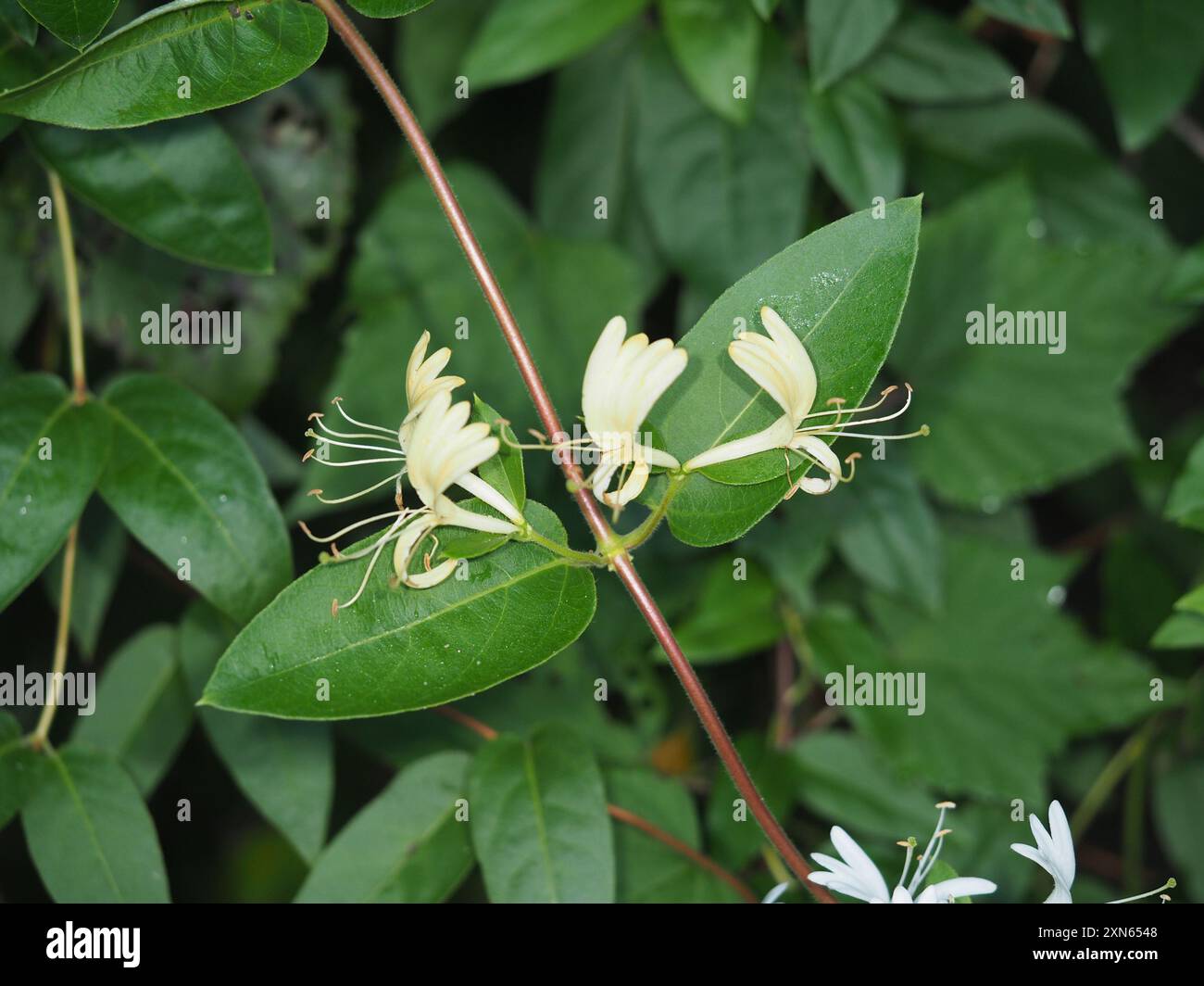 honeysuckles (Lonicera) Plantae Stock Photo - Alamy
