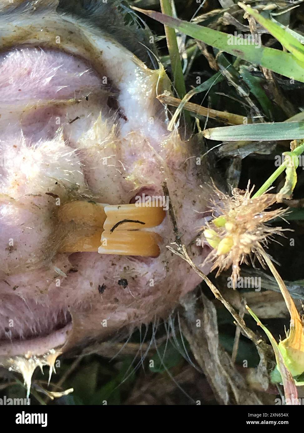 Pocket Gophers (Geomyidae) Mammalia Stock Photo - Alamy