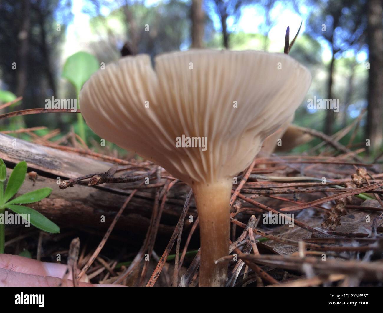 Fragrant Funnel (Clitocybe fragrans) Fungi Stock Photo - Alamy