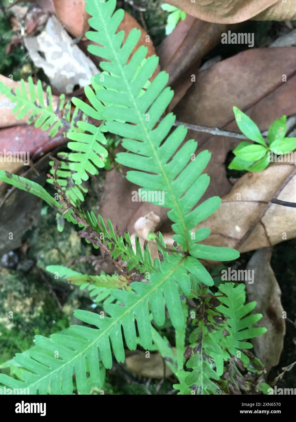 polypody family (Polypodiaceae) Plantae Stock Photo - Alamy