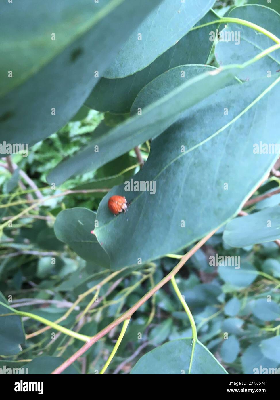 Eucalyptus variegated beetle (Paropsisterna cloelia) Insecta Stock ...