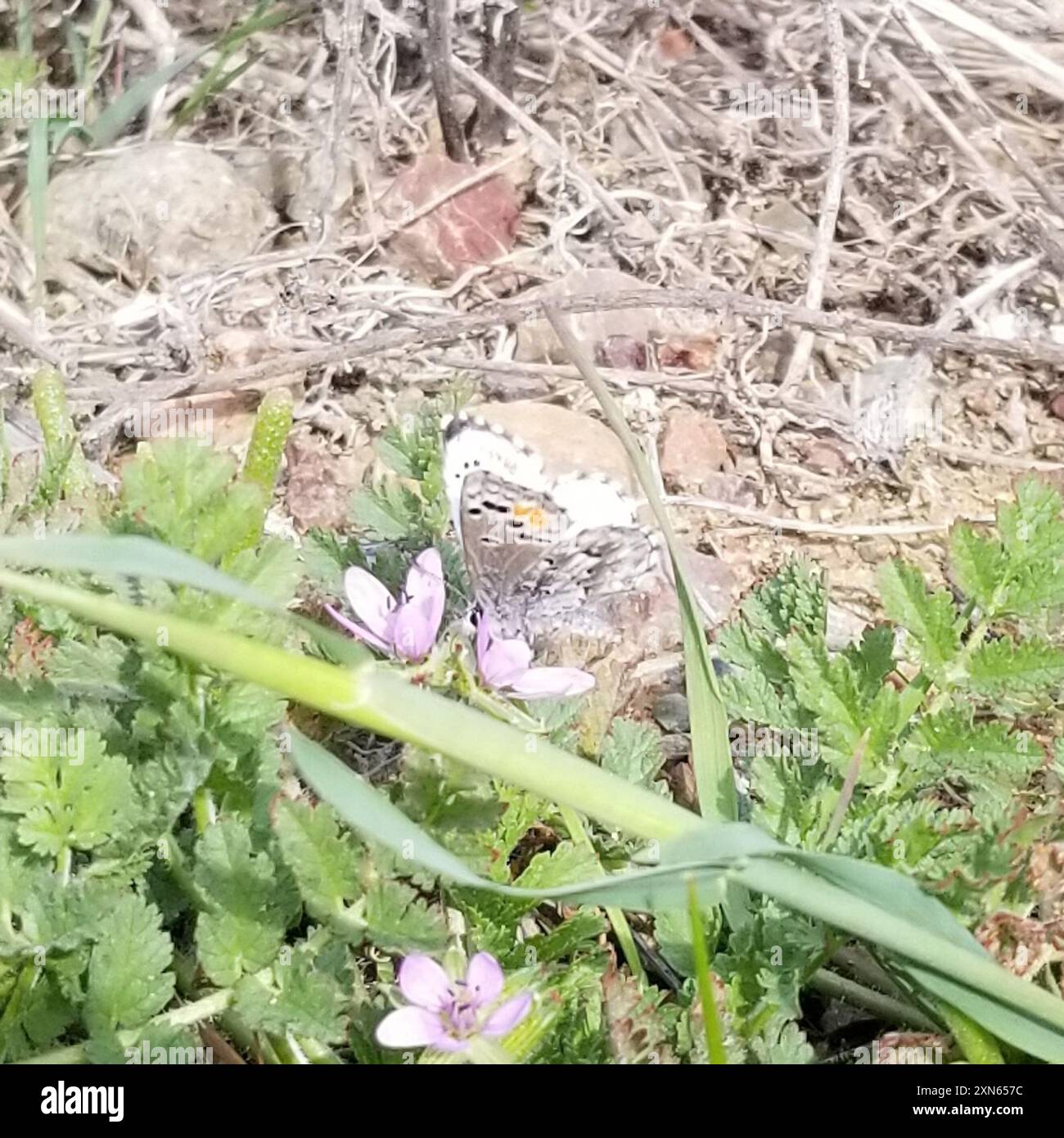 Sonoran Blue (Philotes sonorensis) Insecta Stock Photo - Alamy