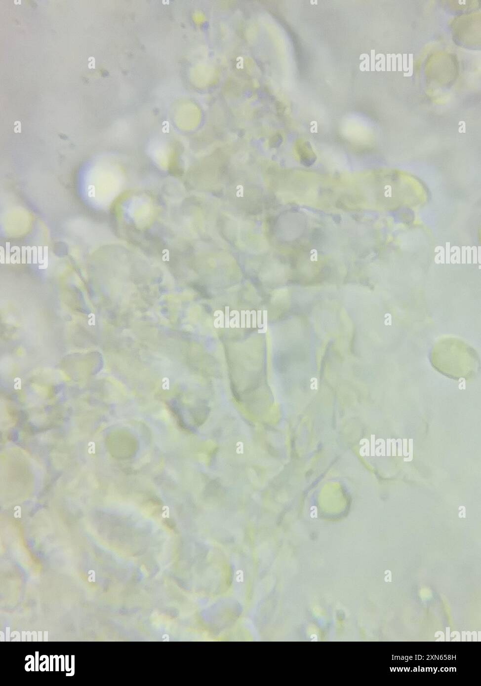 (Pseudolaccaria pachyphylla) Fungi Stock Photo - Alamy