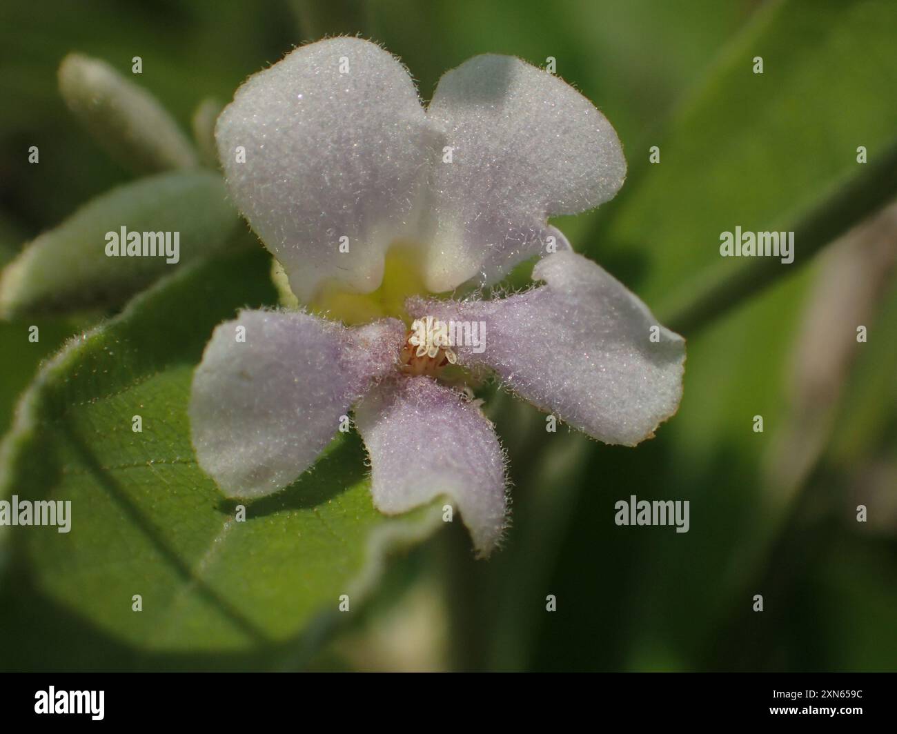 Narrow-leaved Screwtree (Helicteres angustifolia) Plantae Stock Photo ...