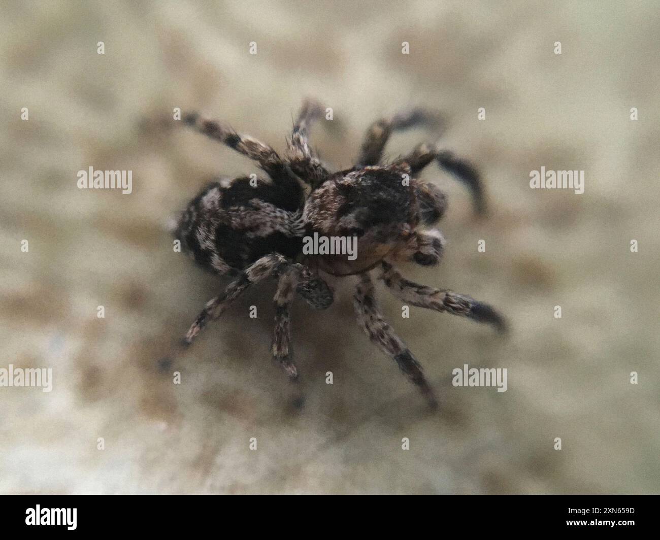 flea jumping spider (Naphrys pulex) Arachnida Stock Photo - Alamy