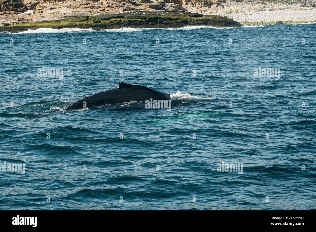 Tail humpback whale emerging hi-res stock photography and images - Alamy