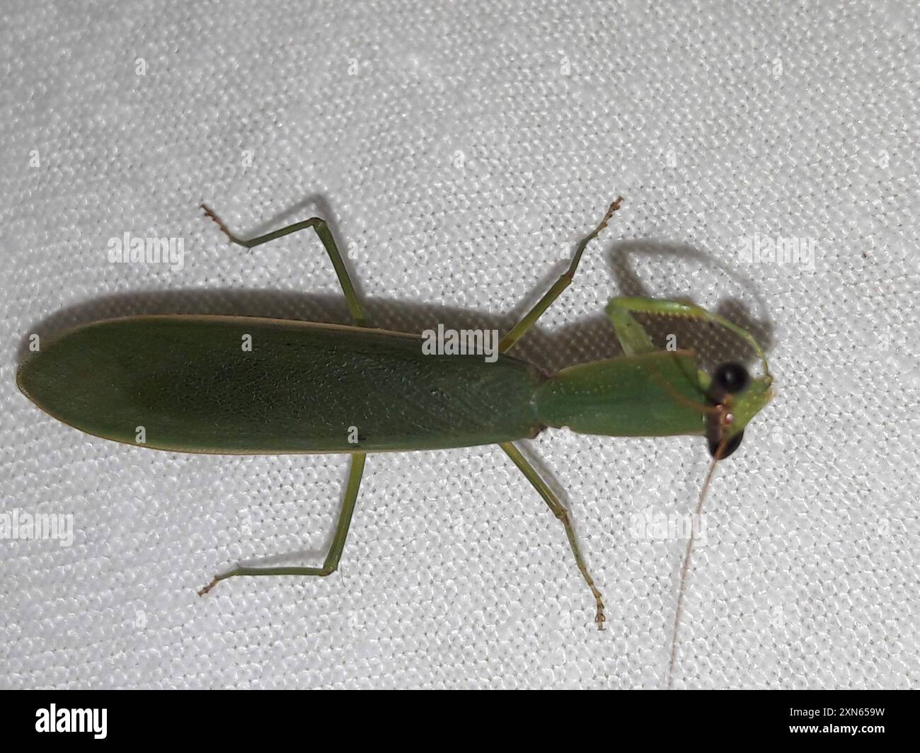 New Zealand Mantis (Orthodera novaezealandiae) Insecta Stock Photo - Alamy