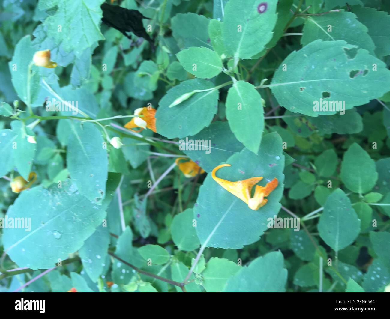 common jewelweed (Impatiens capensis) Plantae Stock Photo - Alamy