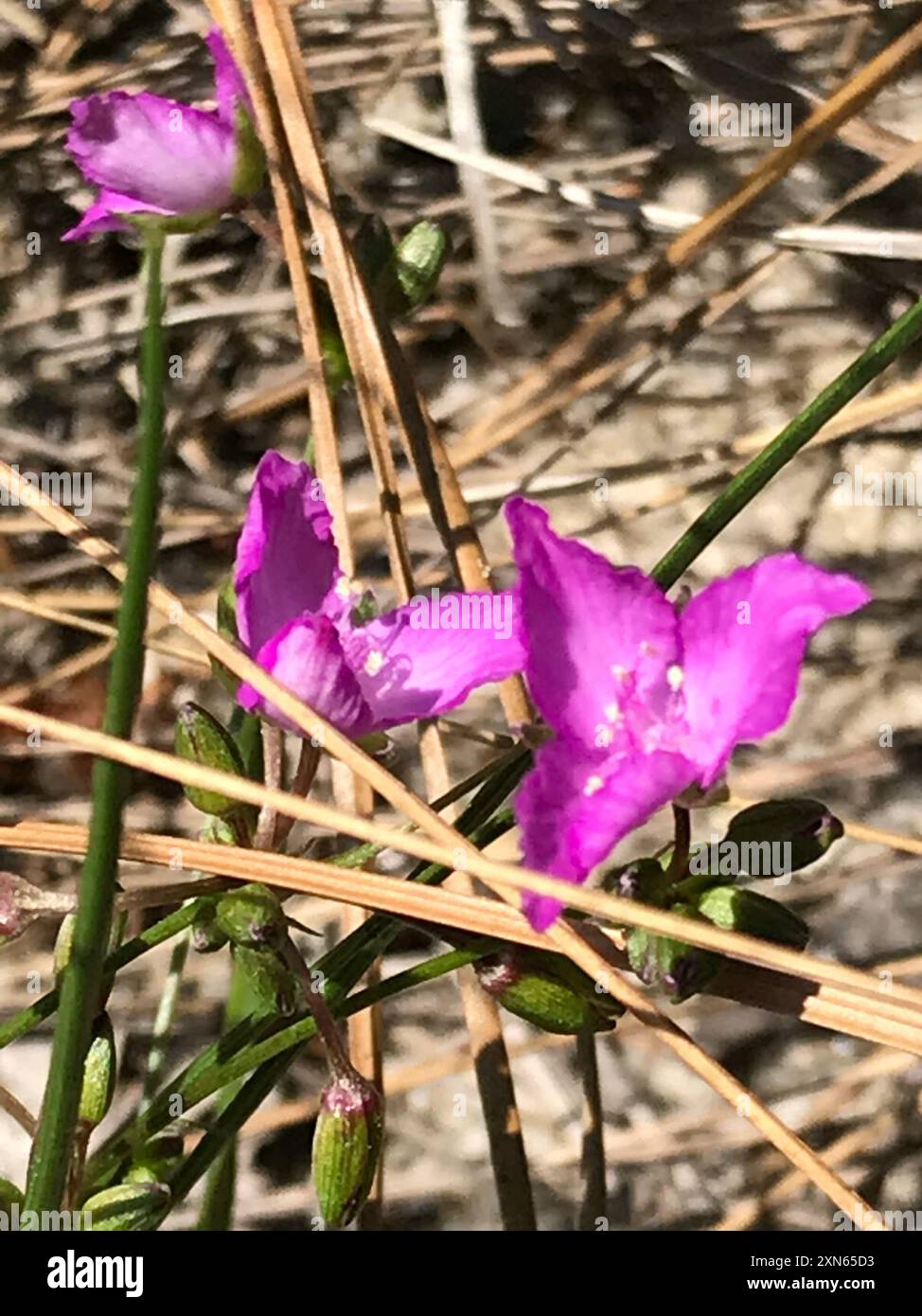 Grassleaf Roseling (Callisia graminea) Plantae Stock Photo - Alamy