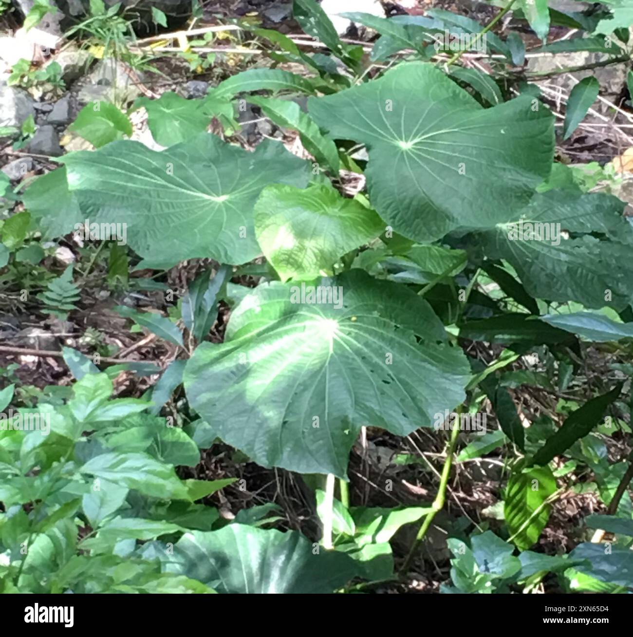 pariparoba (Piper peltatum) Plantae Stock Photo - Alamy