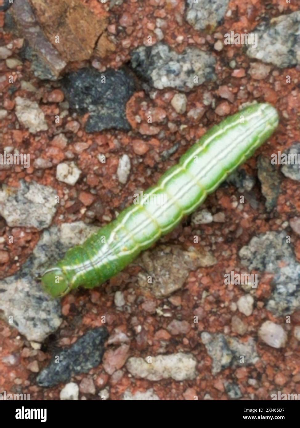 Variable Oakleaf Caterpillar Moth (Lochmaeus manteo) Insecta Stock ...