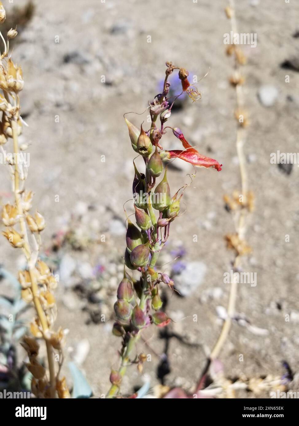 scarlet bugler (Penstemon centranthifolius) Plantae Stock Photo - Alamy