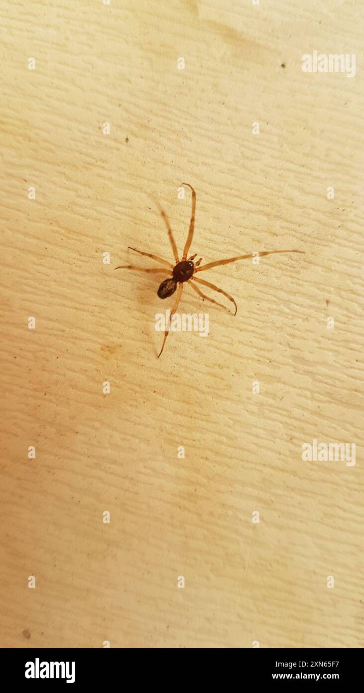 Triangulate Combfoot (Steatoda triangulosa) Arachnida Stock Photo - Alamy
