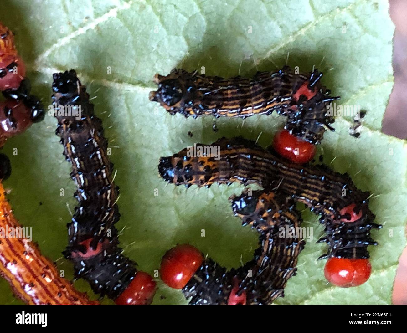 Red-humped Caterpillar Moth (Oedemasia concinna) Insecta Stock Photo ...